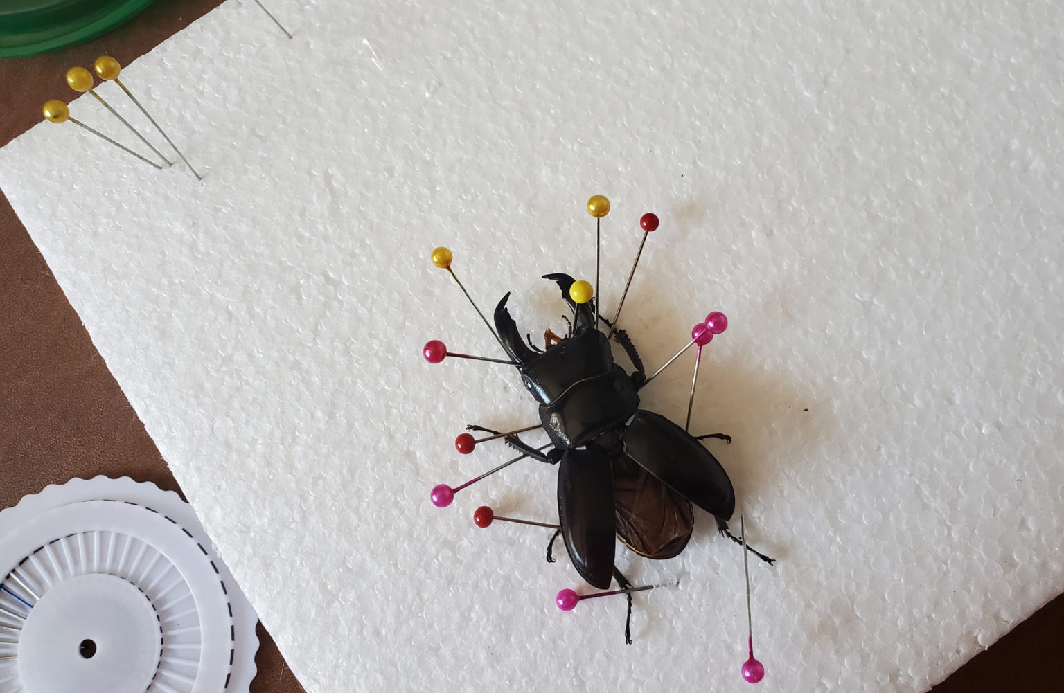 Hallowiggles 2021: Intro to Beetle Pinning – Geek Girl Pen Pals